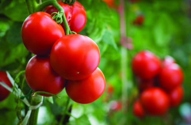 Tomate: Qual o tipo mais indicado para cada receita? | Yara Brasil